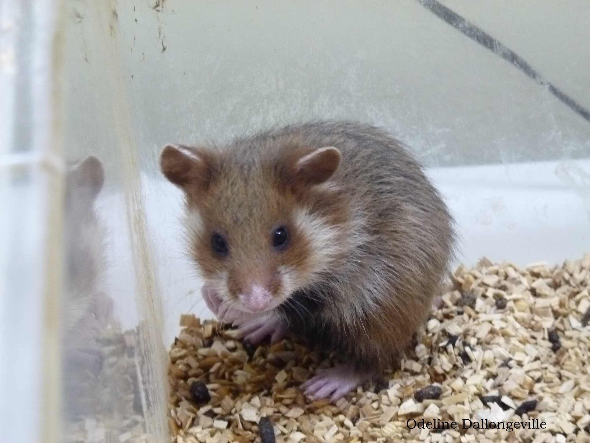 PHOTOTHÈQUE - LIFE+ Alister - Grand Hamster Alsace