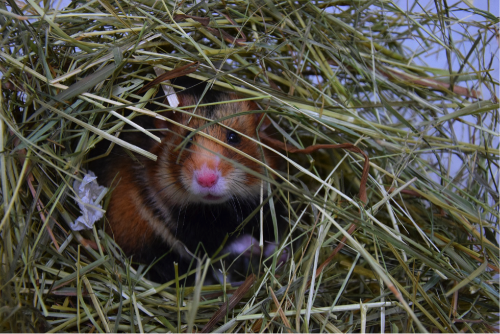 Quelles sont les meilleurs graines pour l'hibernation et la ...