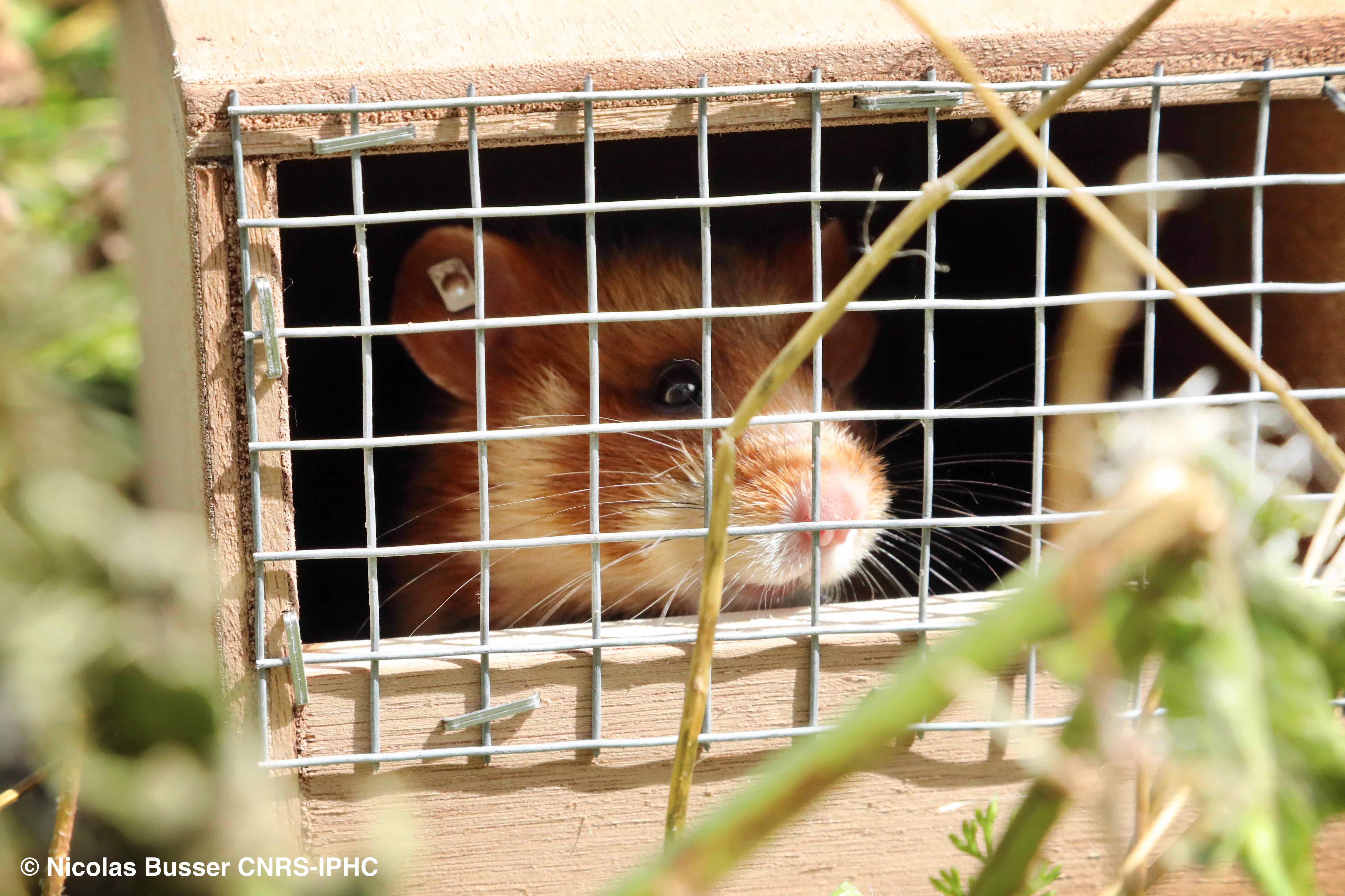 Le projet Life Alister pour la protection du grand hamster d'Alsace