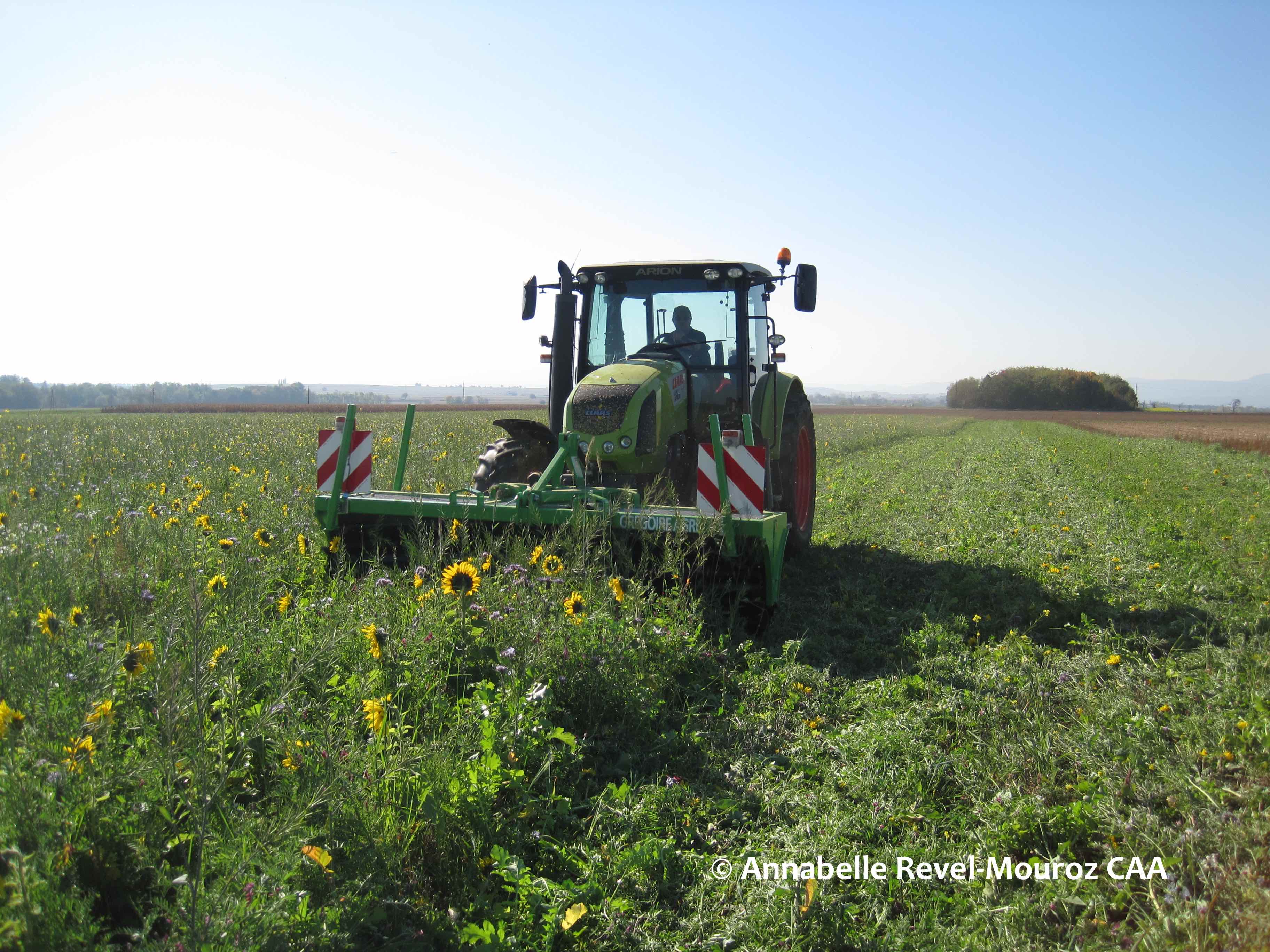 Ecraseur - LIFE+ Alister - Grand Hamster Alsace
